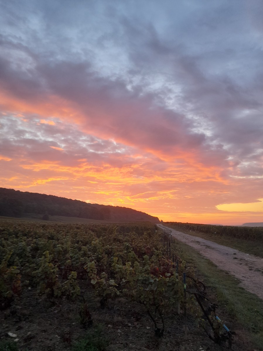 NEWS 2024 – Champagne Isabelle Sauron